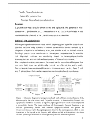 L-Glutamate Production by Corynebacterium glutamicum | PDF