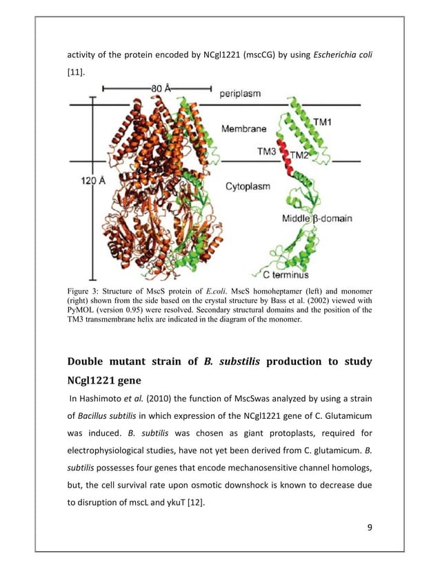 L-Glutamate Production by Corynebacterium glutamicum