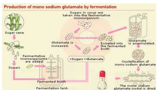 Glutamic acid fermentation