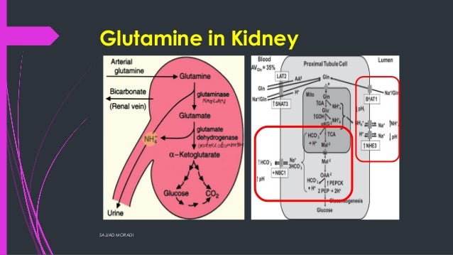 GLUTAMINE INv NUTRITIONAL MANANGMENT