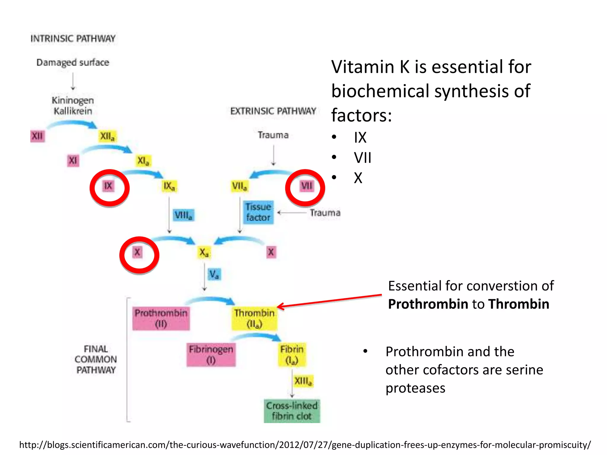glutathione, vitamin-K & biological oxidation.pptx