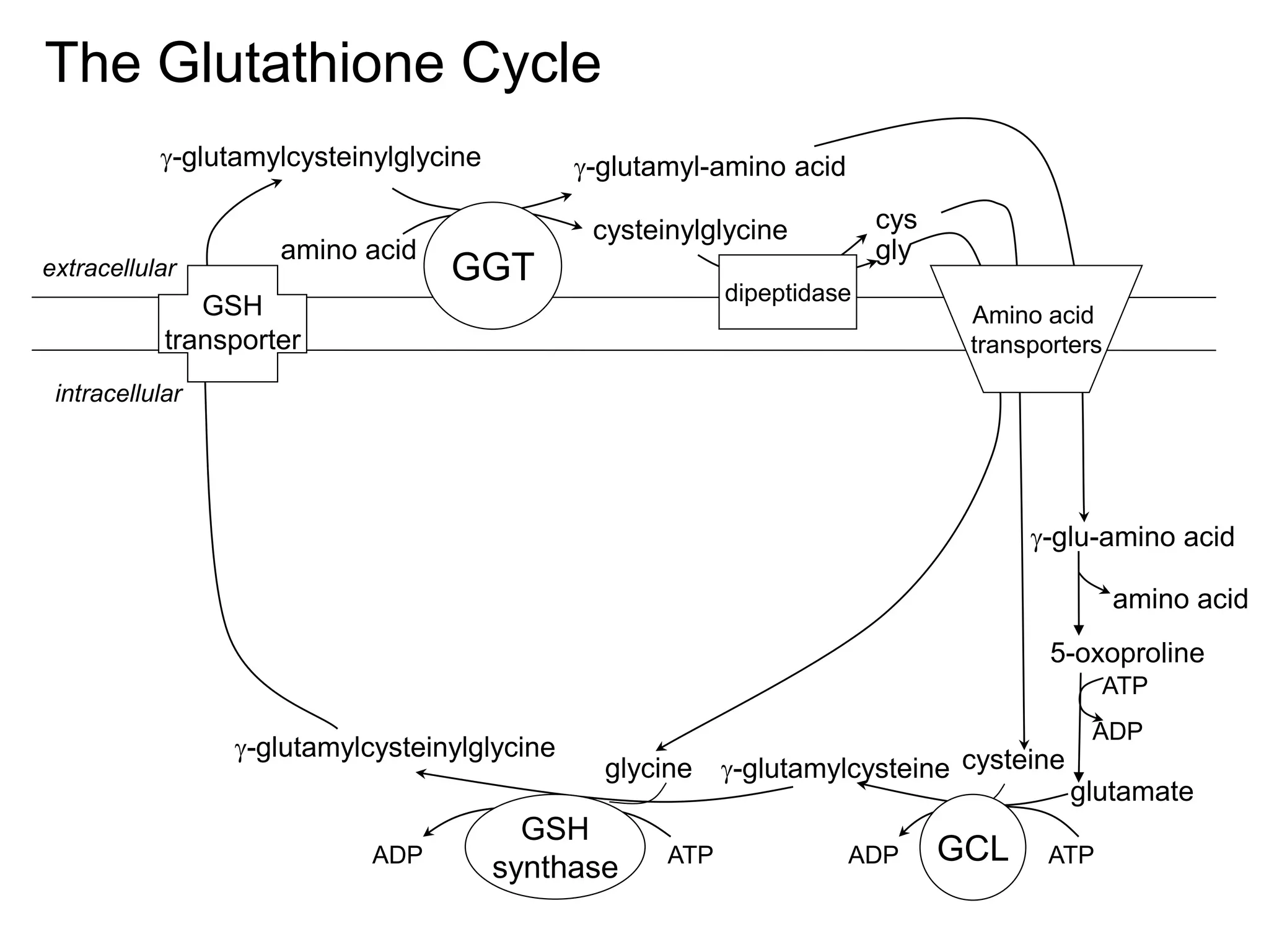 glutathione, vitamin-K & biological oxidation.pptx