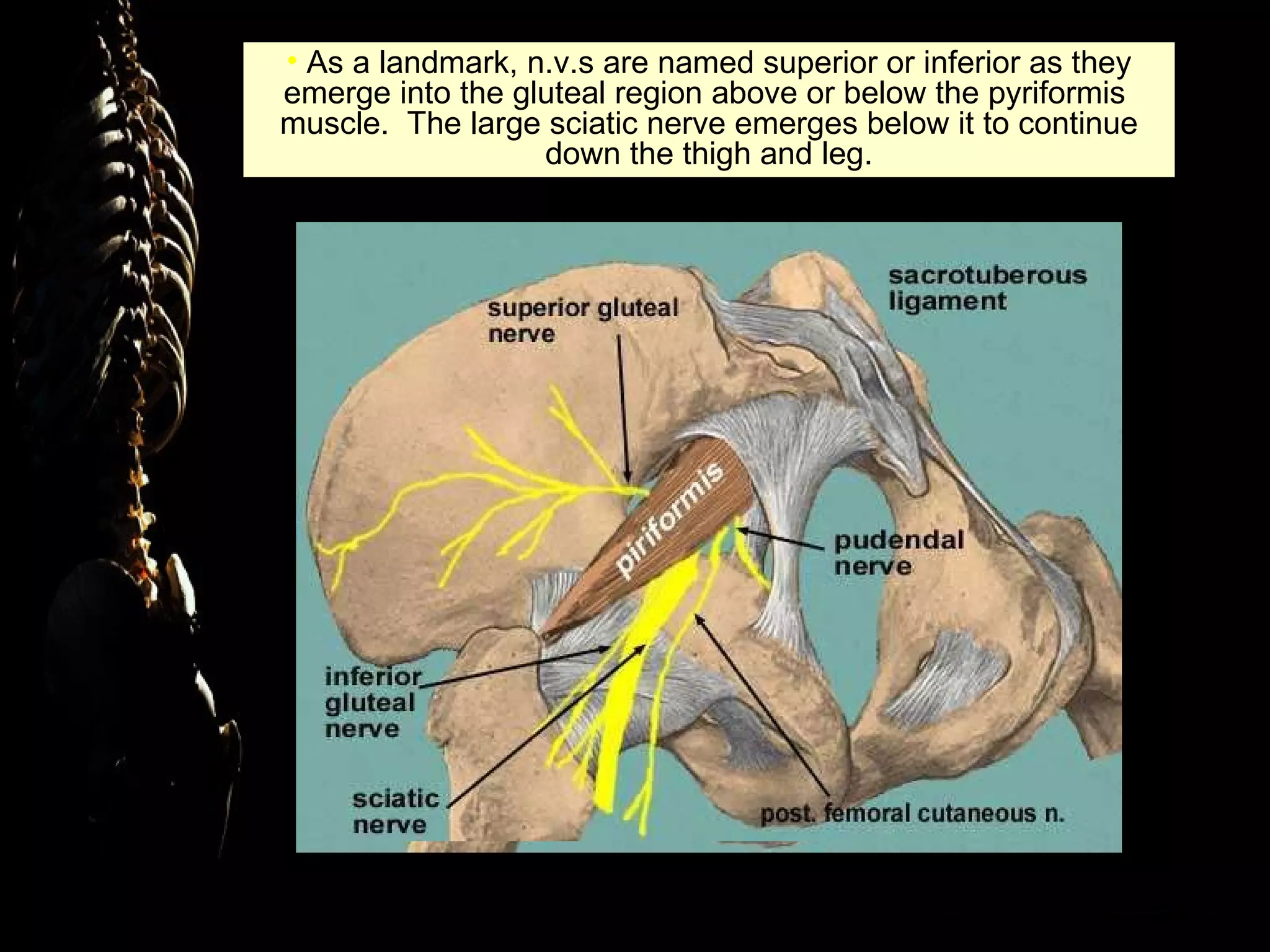 GLUTEAL REGION And POST THIGH | PPT