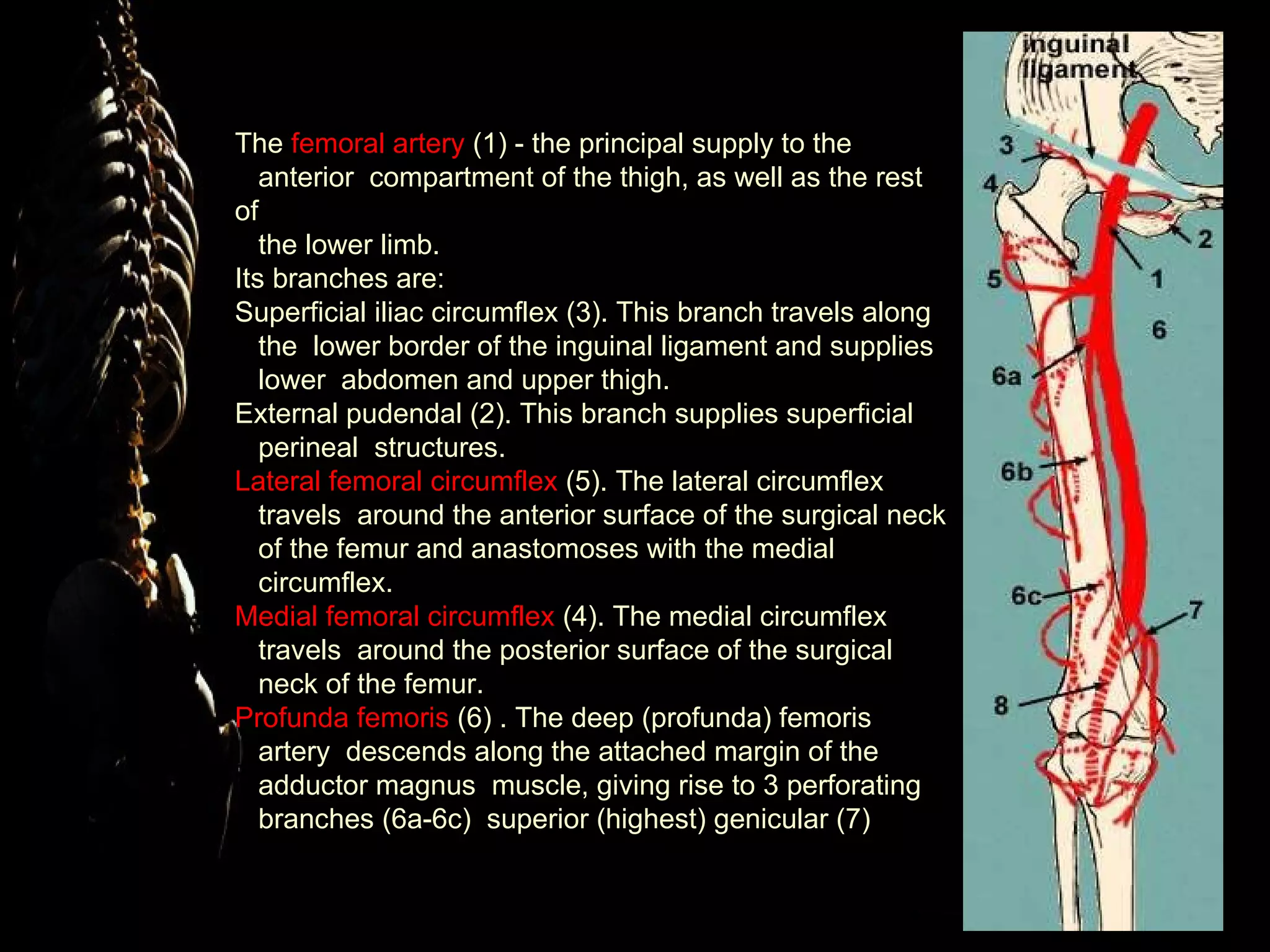 GLUTEAL REGION And POST THIGH | PPT