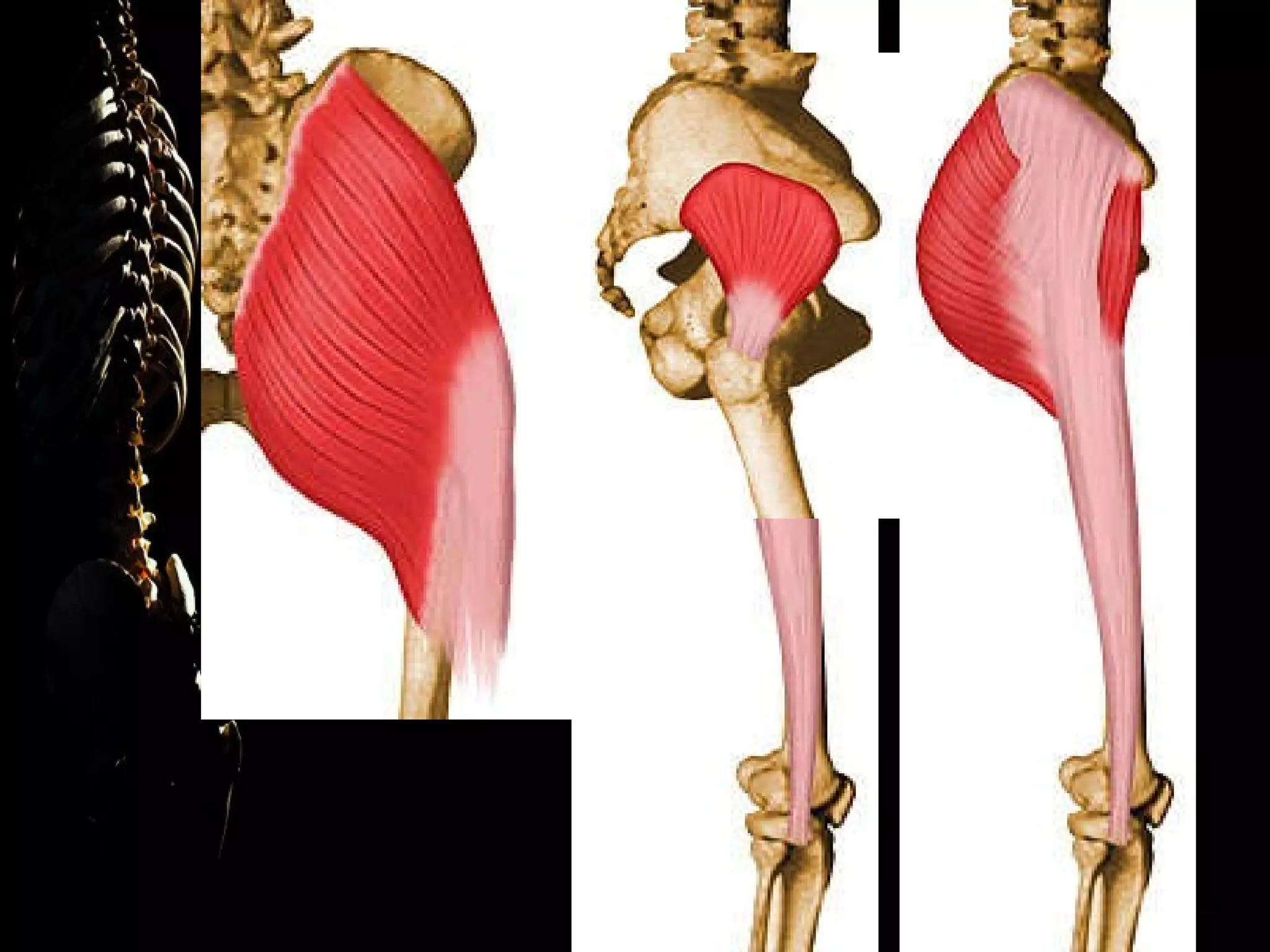 GLUTEAL REGION And POST THIGH | PPT