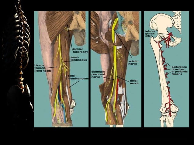 GLUTEAL REGION And POST THIGH | PPT