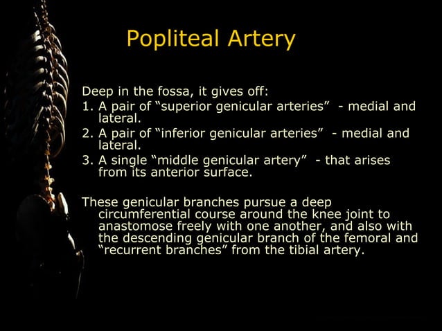 GLUTEAL REGION And POST THIGH | PPT