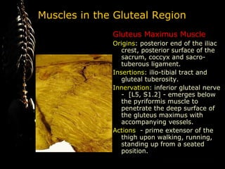 GLUTEAL REGION And POST THIGH | PPT