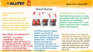 Gluteal muscles. | PPT