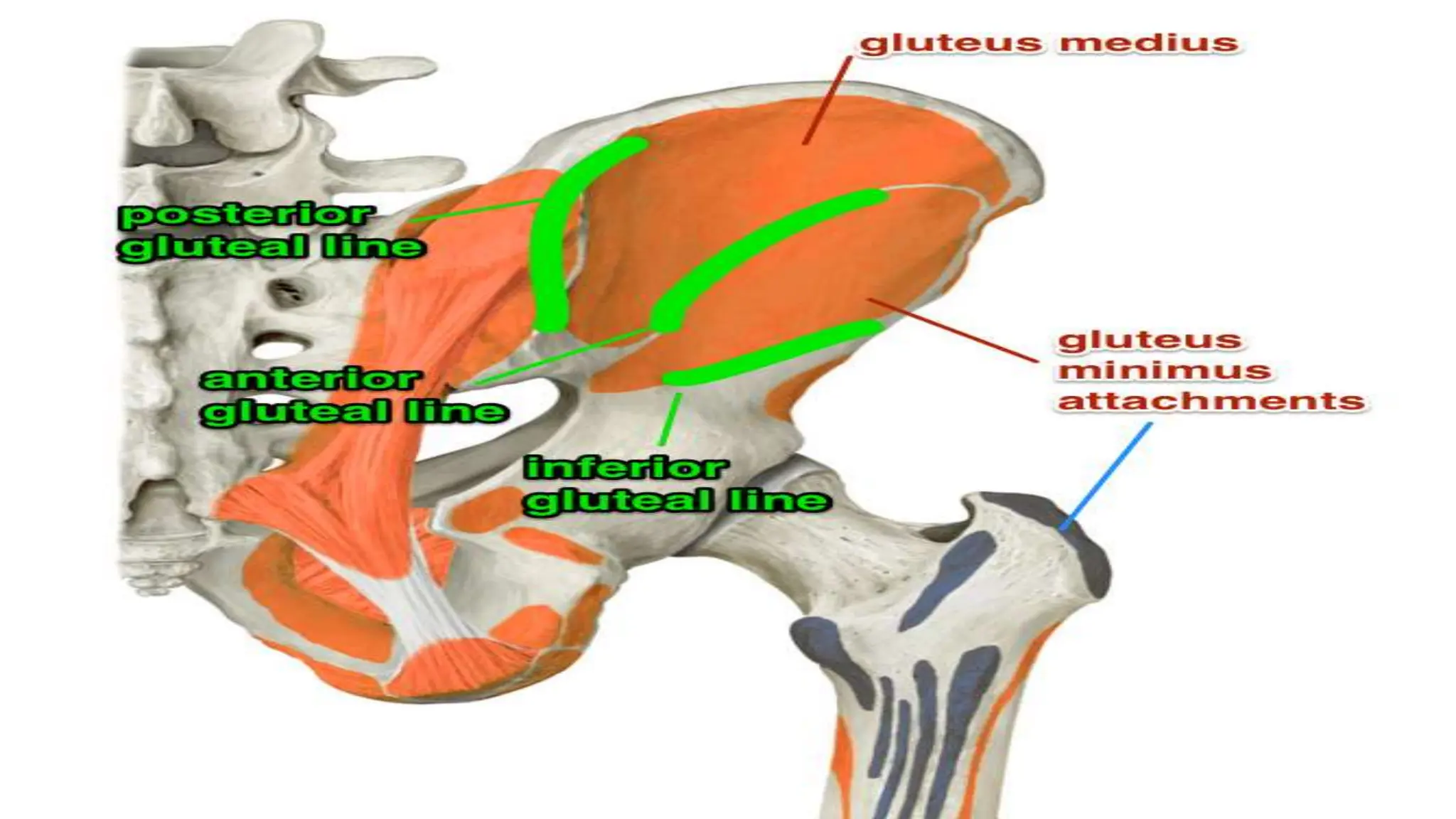 Gluteal Muscles.pptx