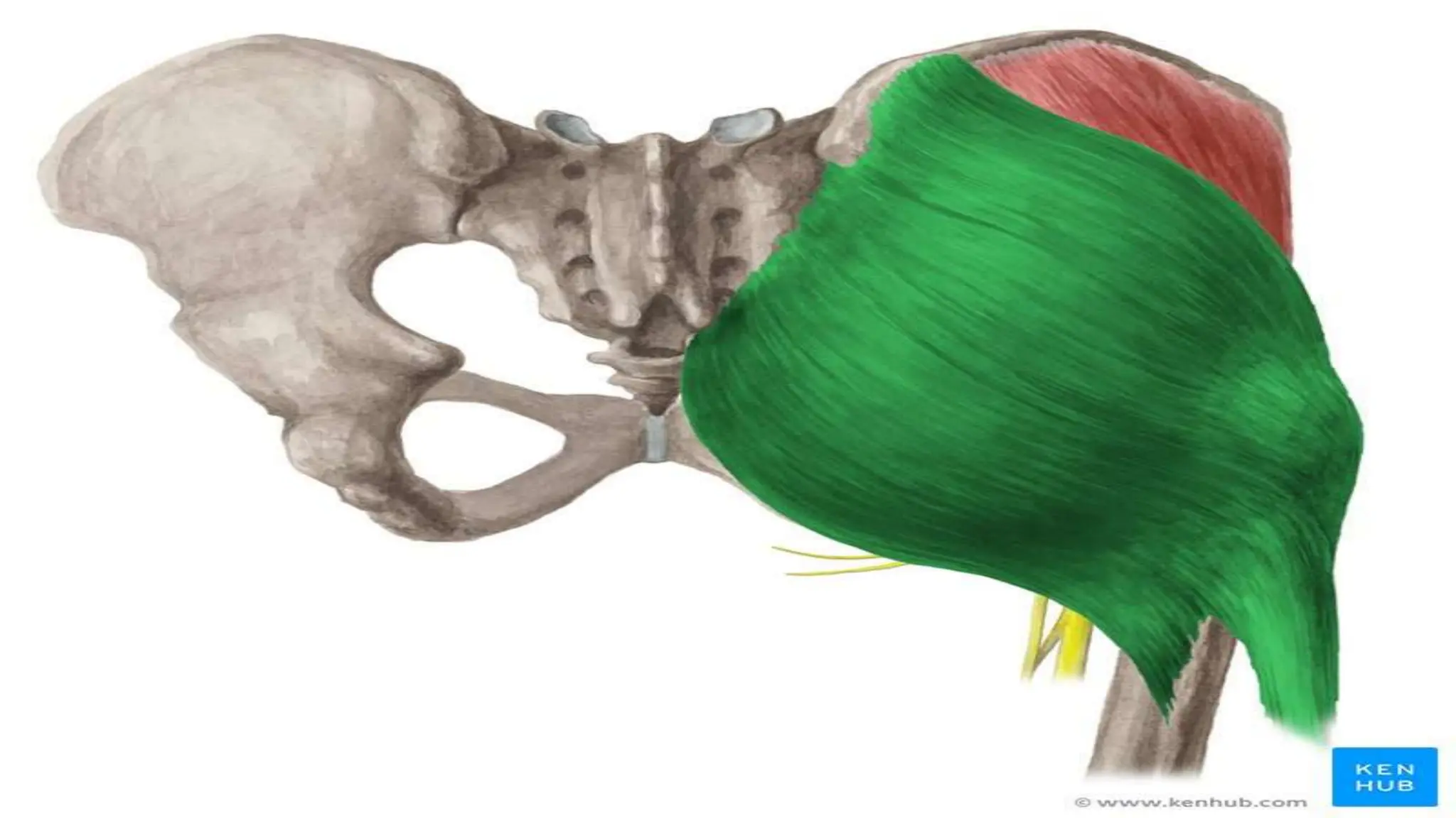 Gluteal Muscles.pptx