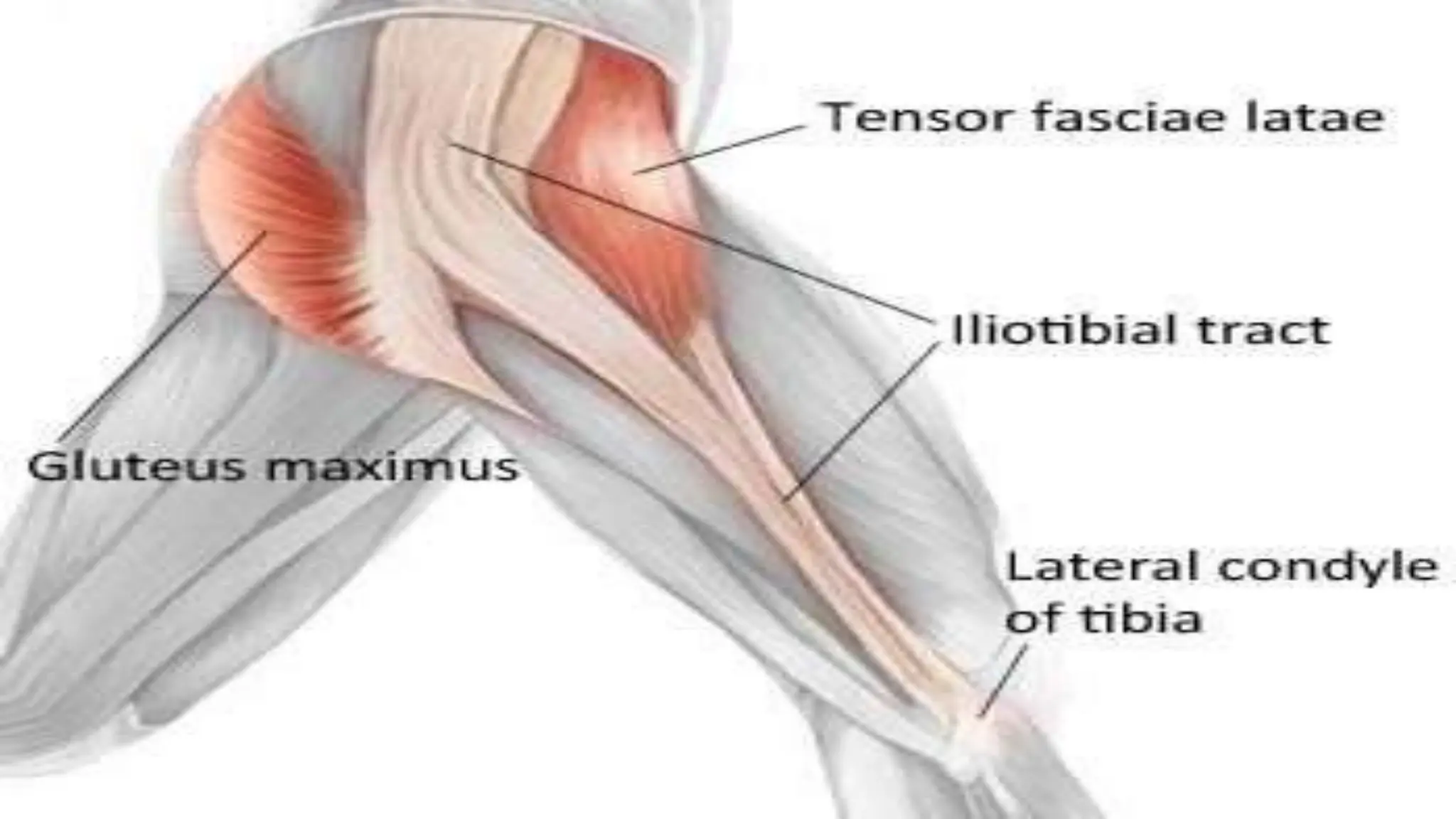 Gluteal Muscles.pptx