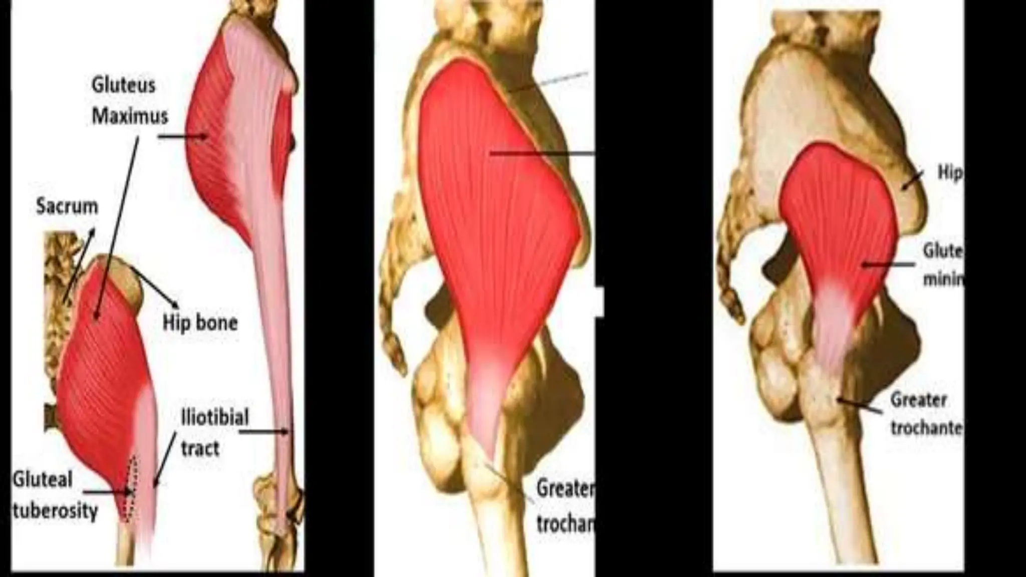 Gluteal Muscles.pptx