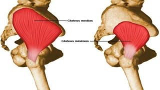 Gluteal Muscles.pptx
