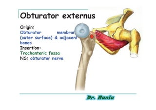 Gluteal region | PDF