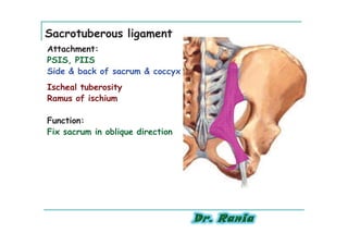 Gluteal region | PDF