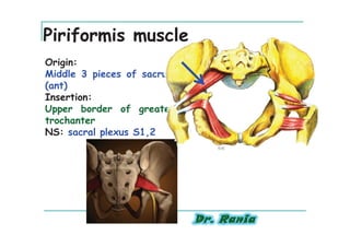 Piriformis Origin And Insertion