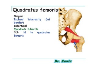 Quadratus Femoris Origin And Insertion