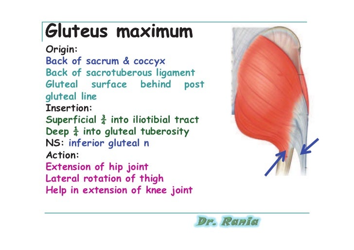 Gluteal region