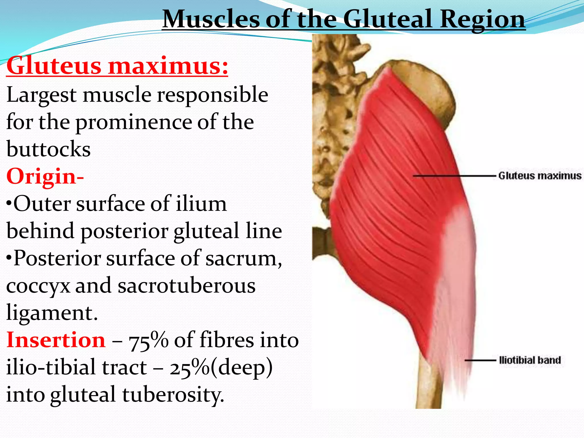 Anatomy of Gluteal Region | PPTX