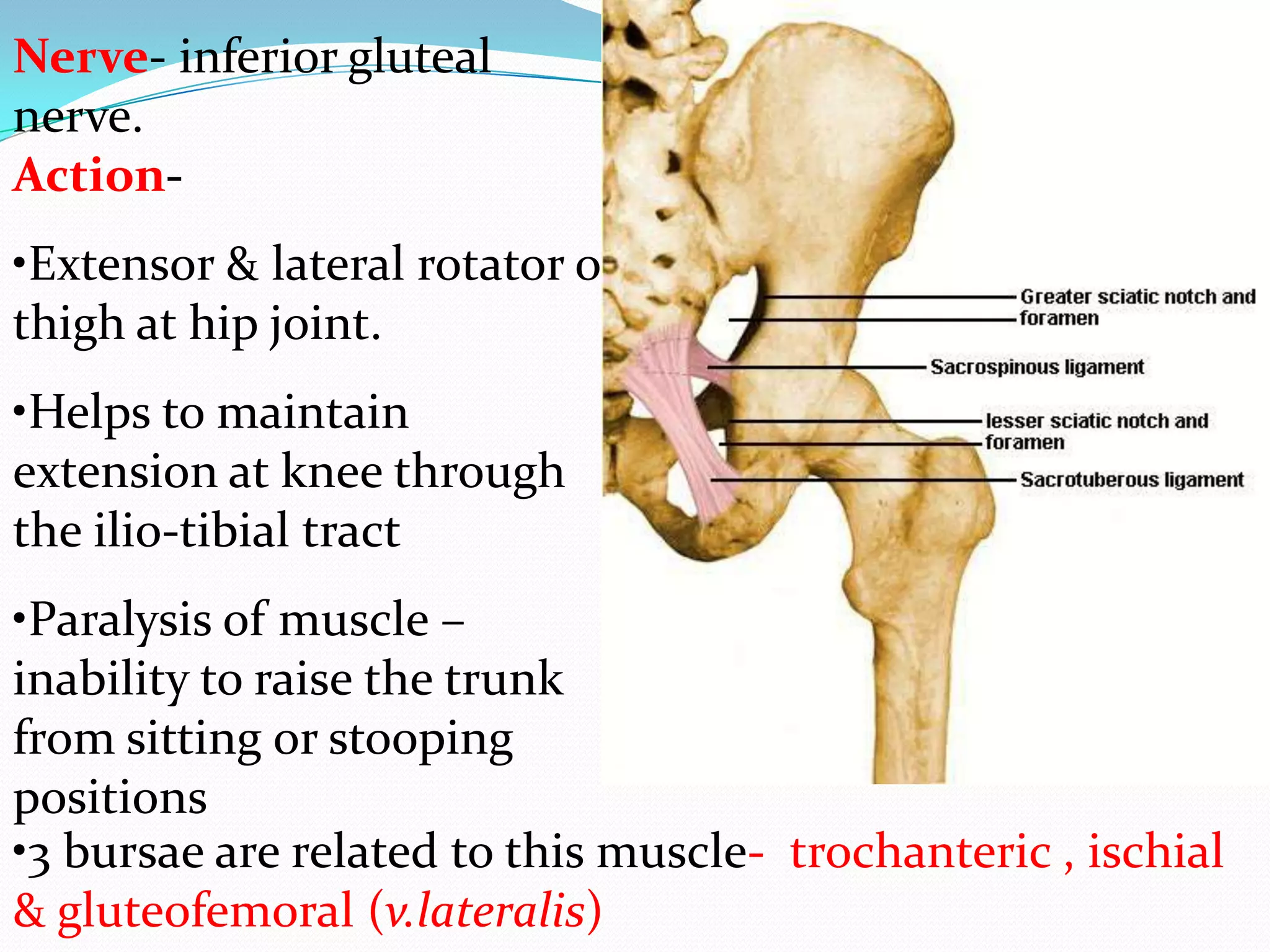 Anatomy of Gluteal Region | PPTX