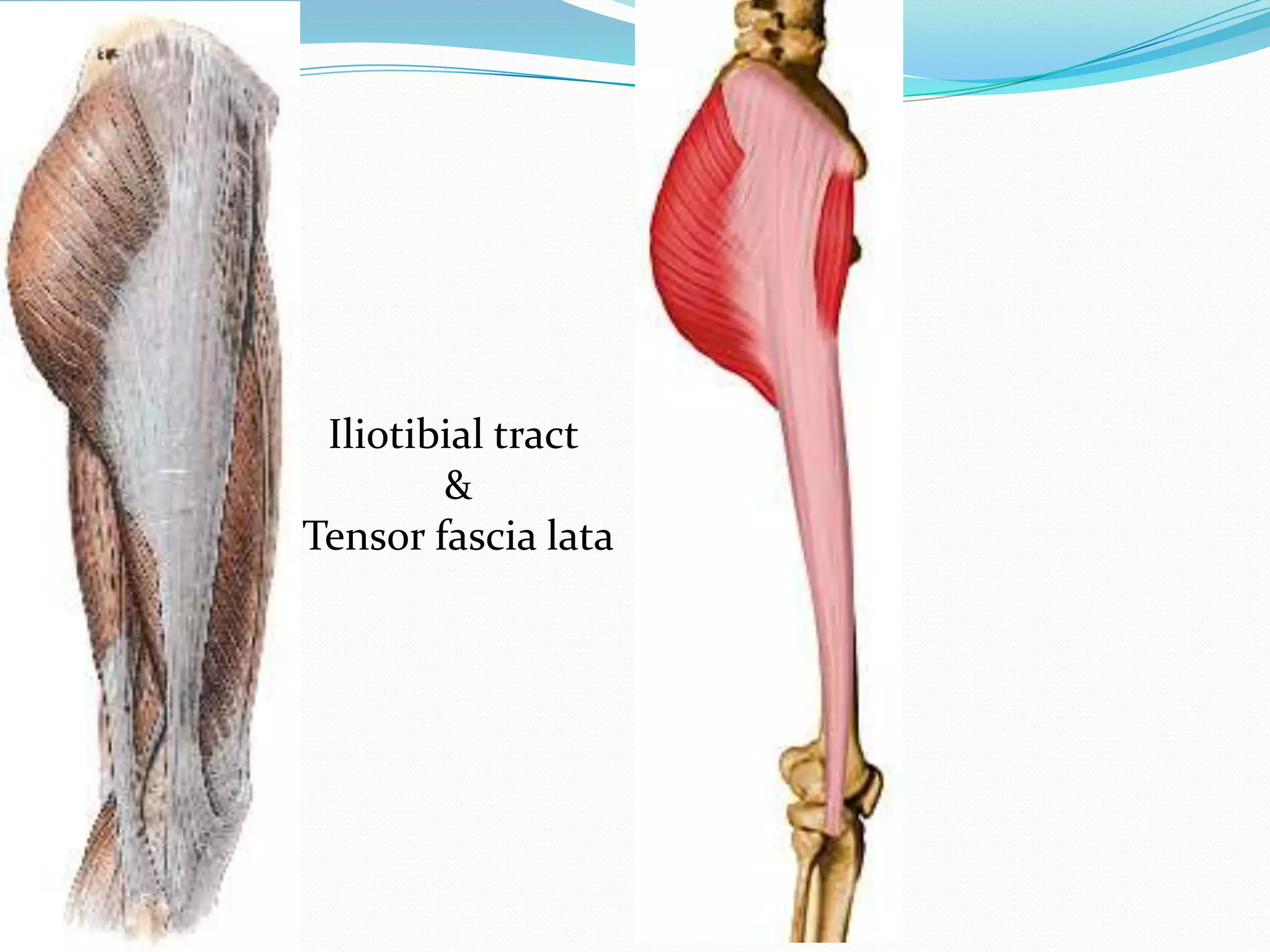 Anatomy of Gluteal Region | PPTX