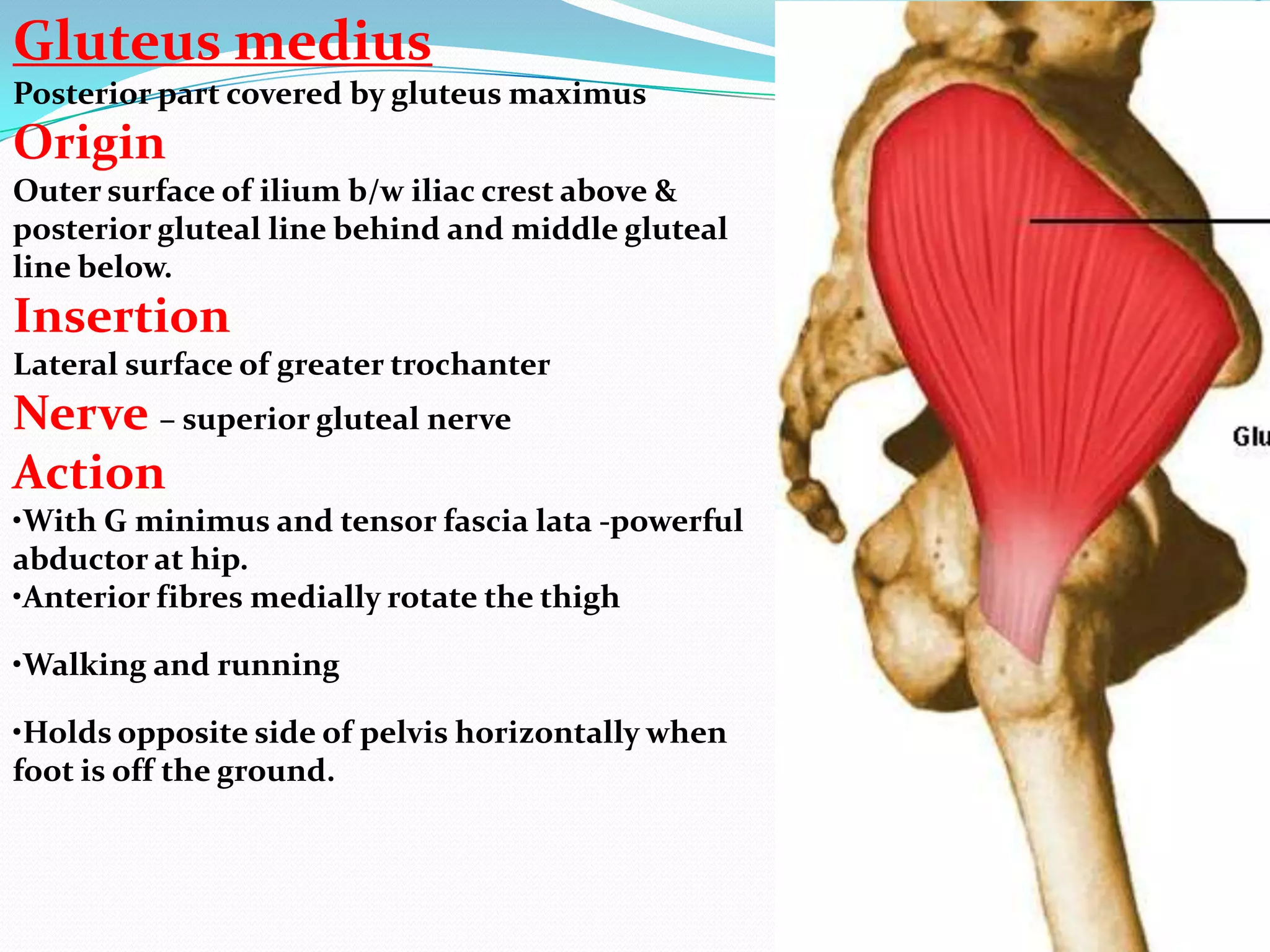 Anatomy of Gluteal Region | PPTX