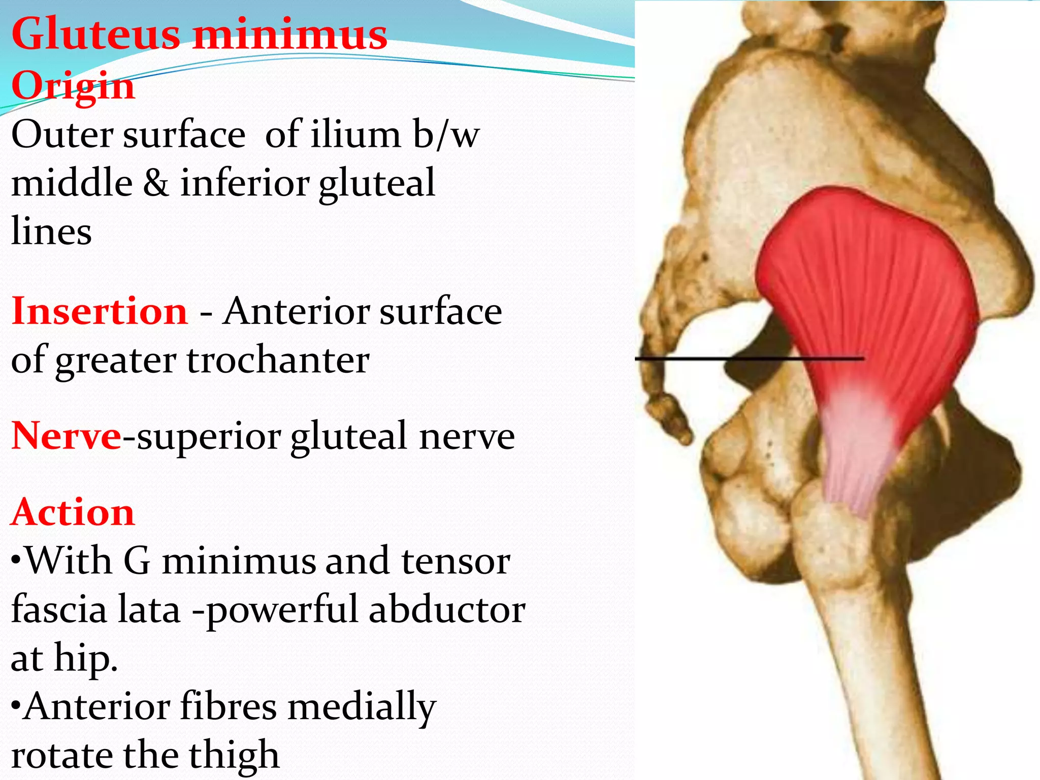 Anatomy of Gluteal Region | PPTX