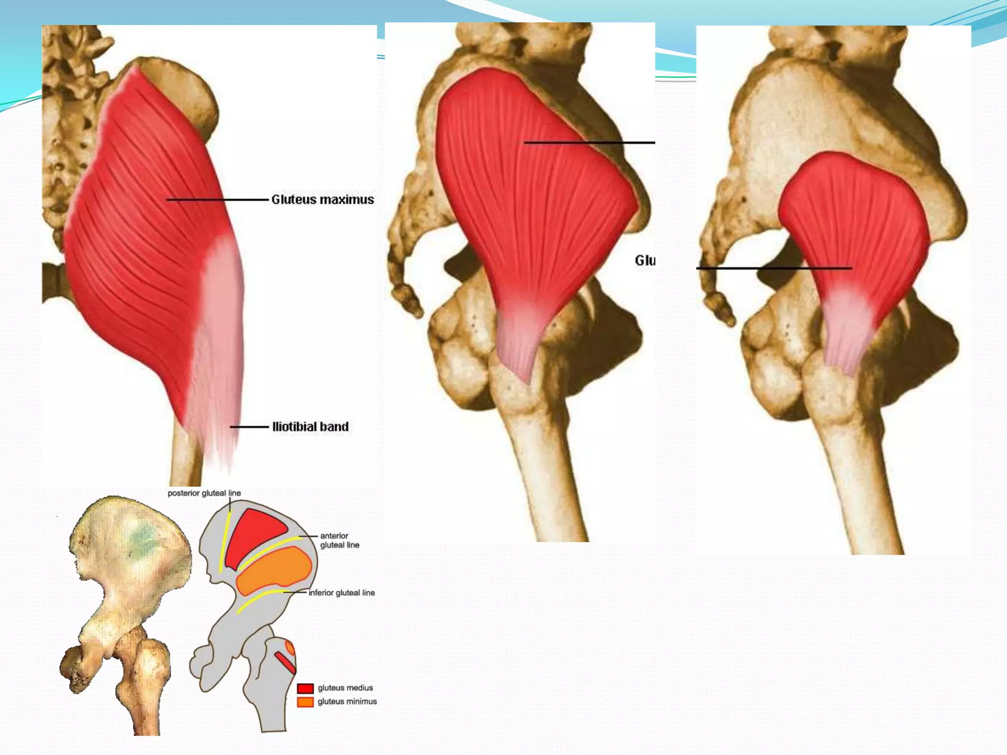 Anatomy of Gluteal Region | PPTX