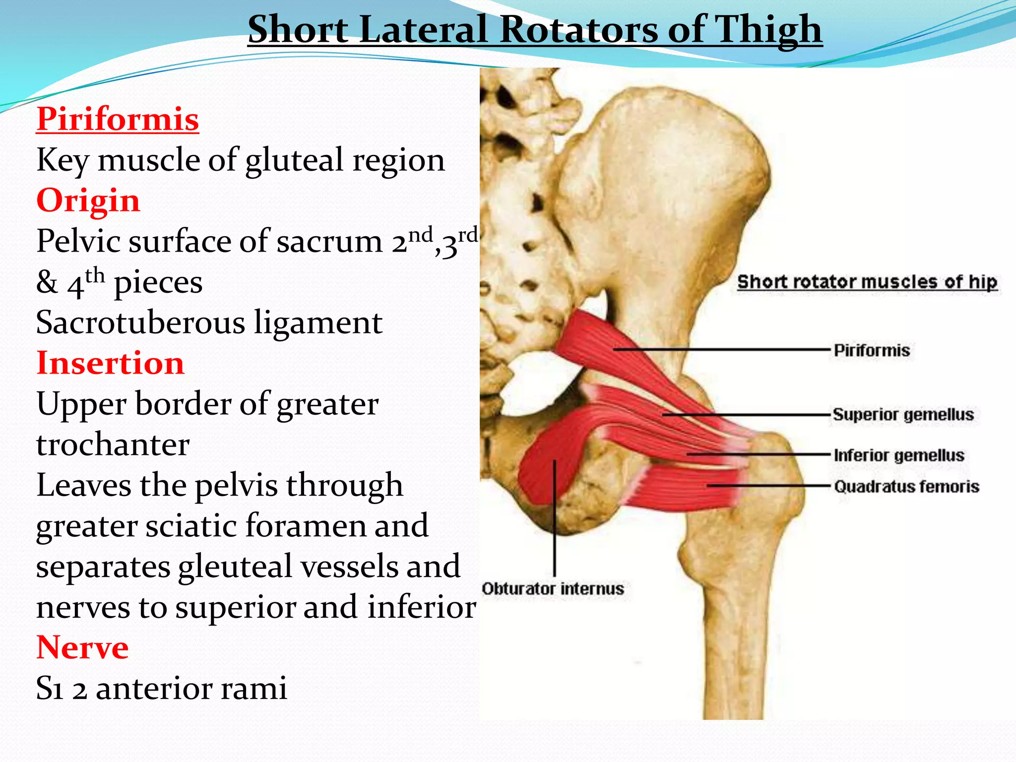 Anatomy of Gluteal Region | PPTX