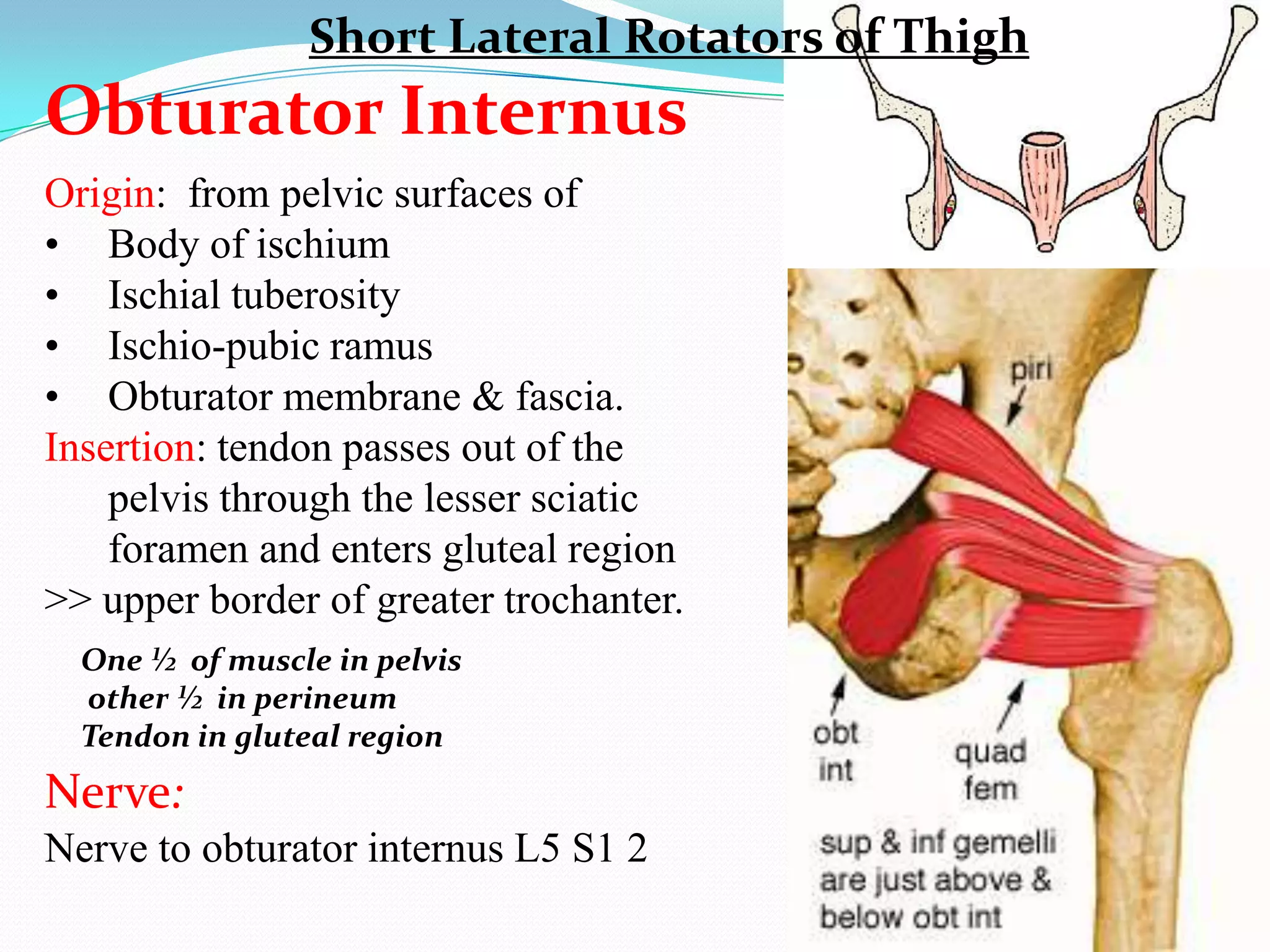 Anatomy of Gluteal Region | PPTX