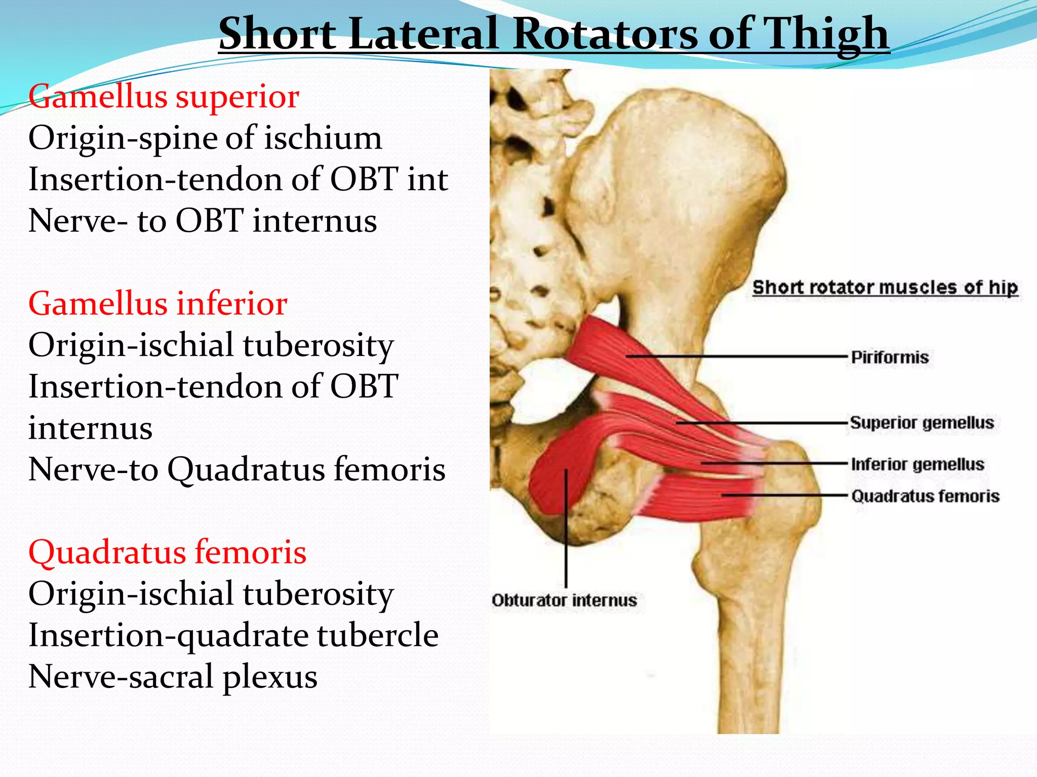Anatomy of Gluteal Region | PPTX