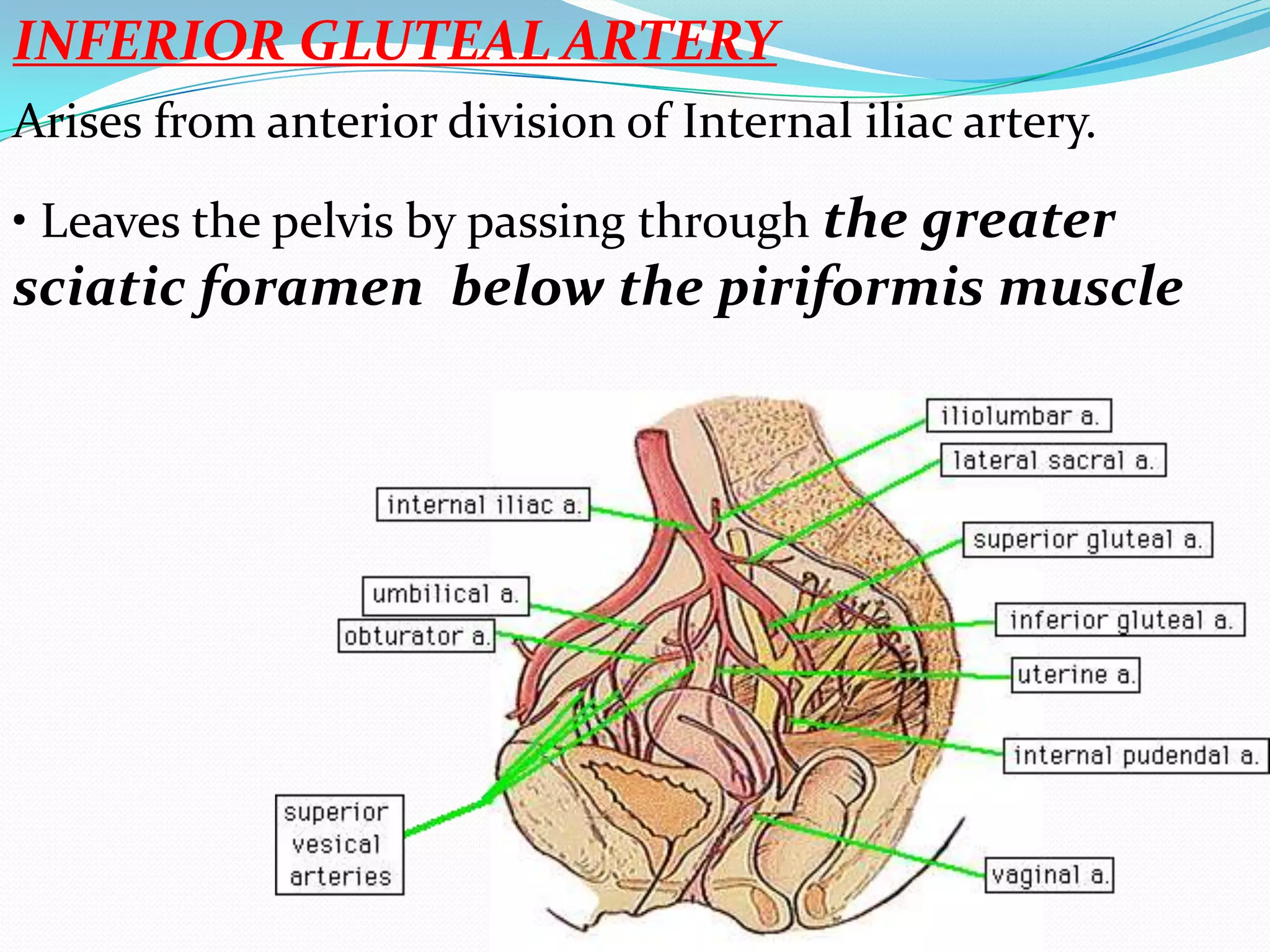 Anatomy of Gluteal Region | PPTX