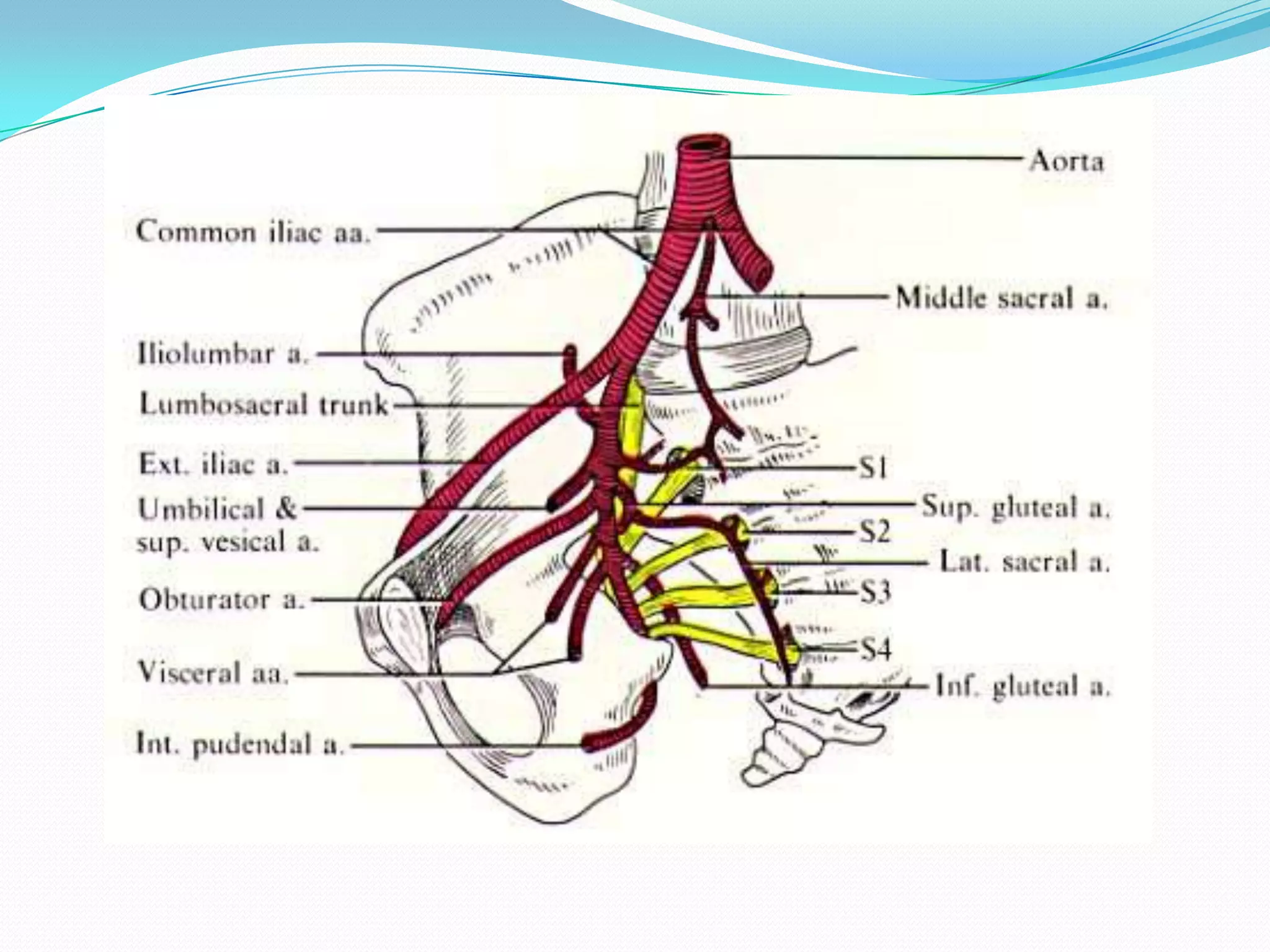 Anatomy of Gluteal Region | PPTX