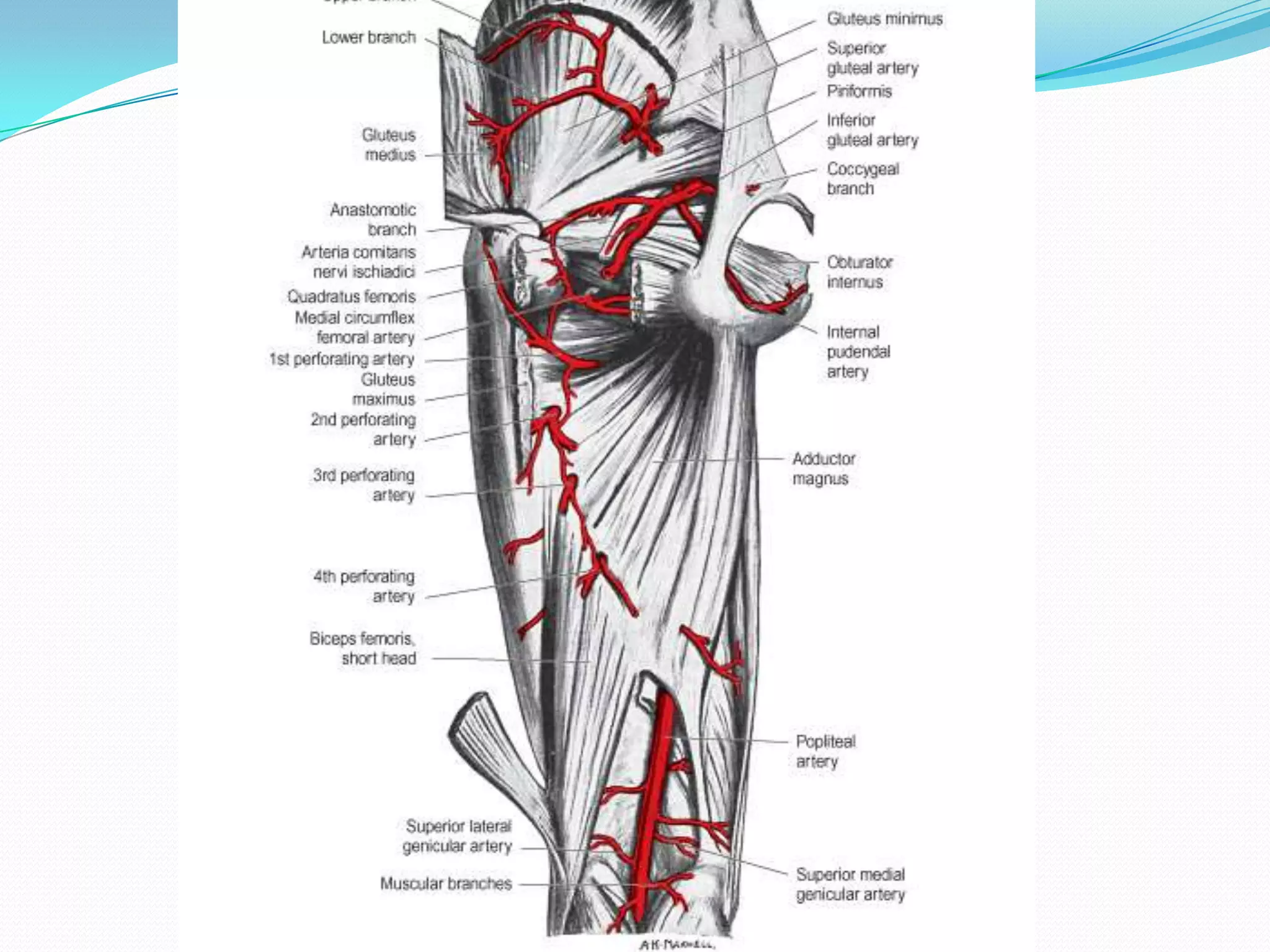 Anatomy of Gluteal Region | PPTX
