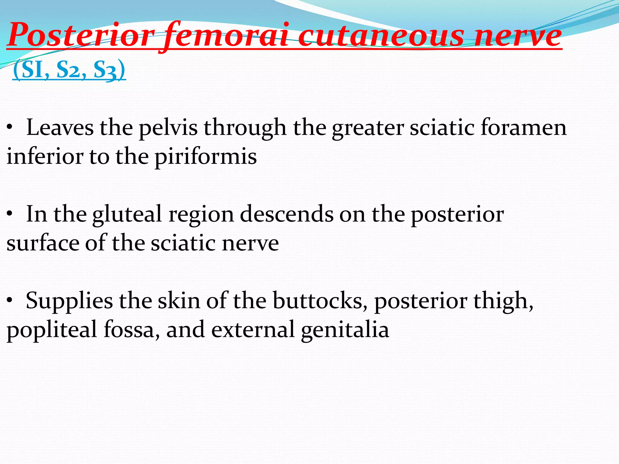 Anatomy of Gluteal Region | PPTX