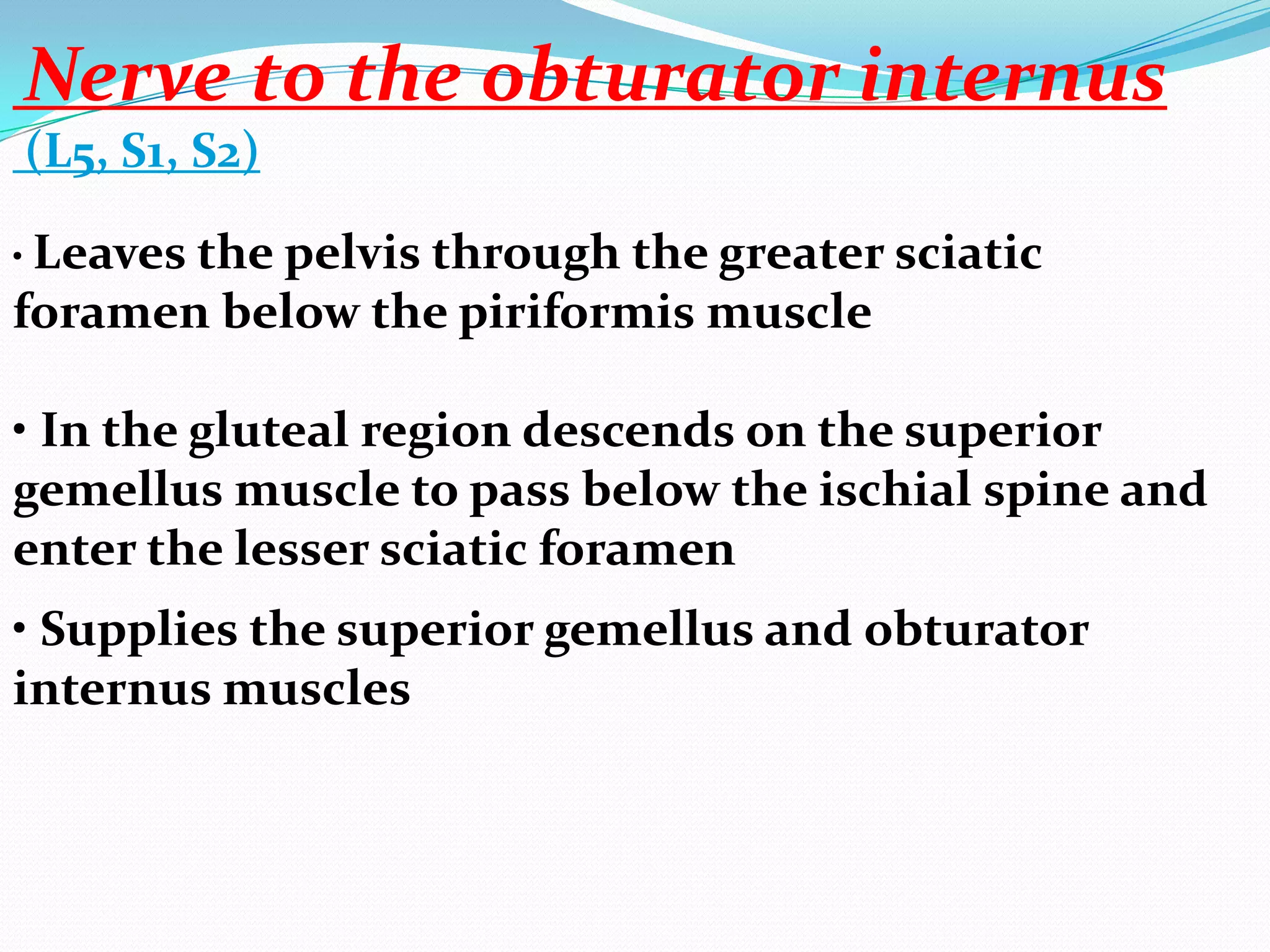 Anatomy of Gluteal Region | PPTX