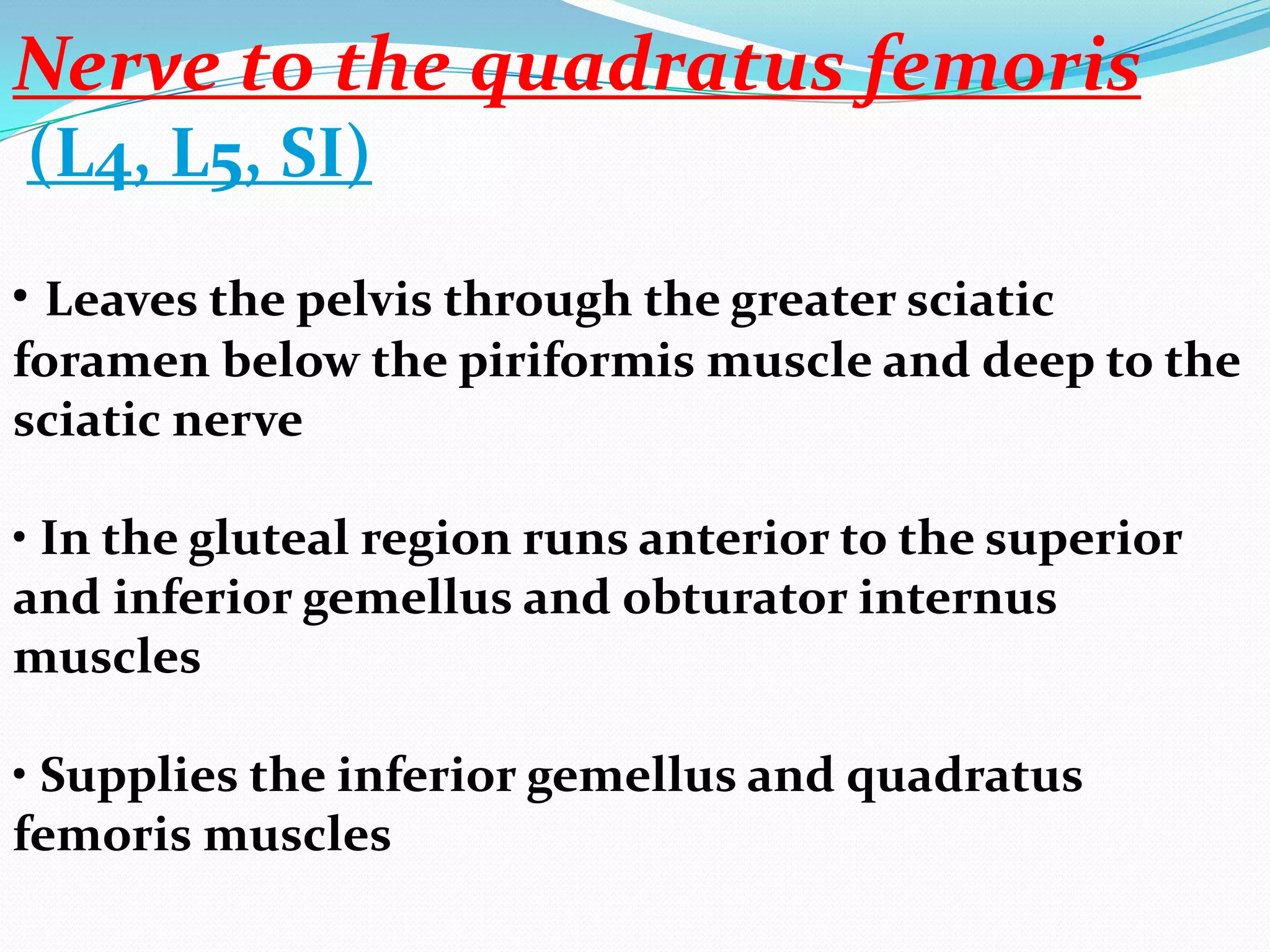 Anatomy of Gluteal Region | PPTX