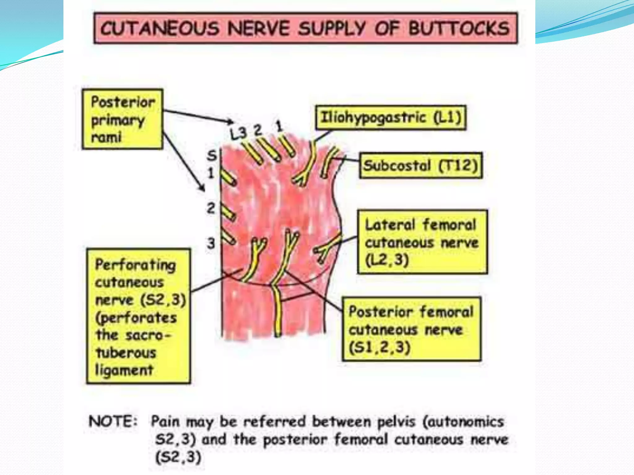 Anatomy of Gluteal Region | PPTX
