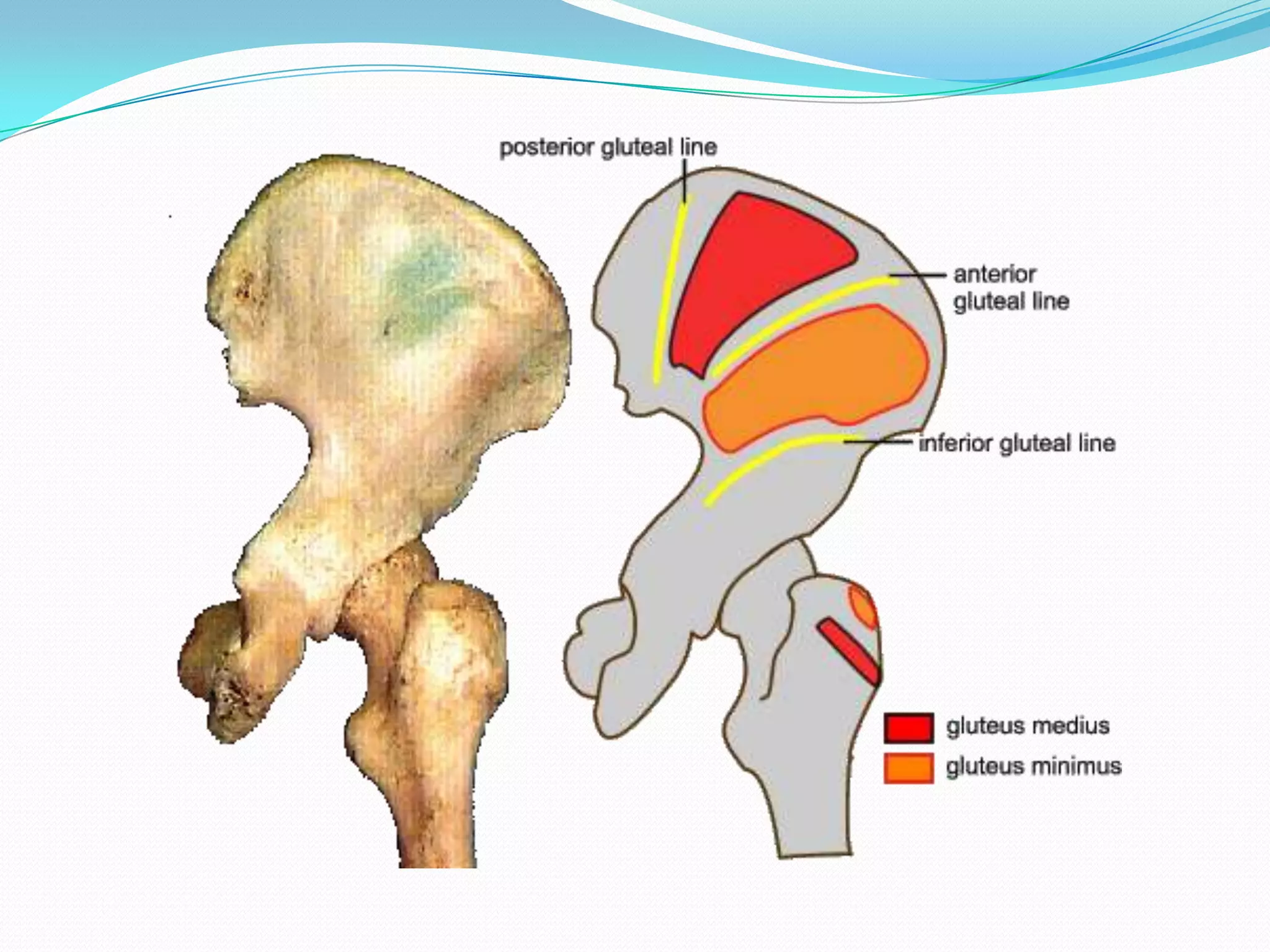 Anatomy of Gluteal Region | PPTX