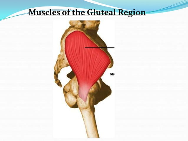 Anatomy of Gluteal Region | PPTX