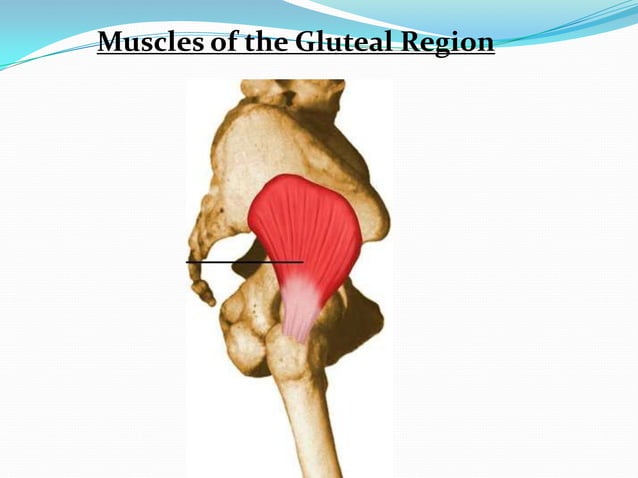 Anatomy of Gluteal Region | PPTX