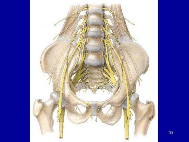 Anatomy of Gluteal Region | PPTX