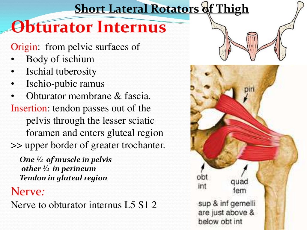 Anatomy Of Gluteal Region