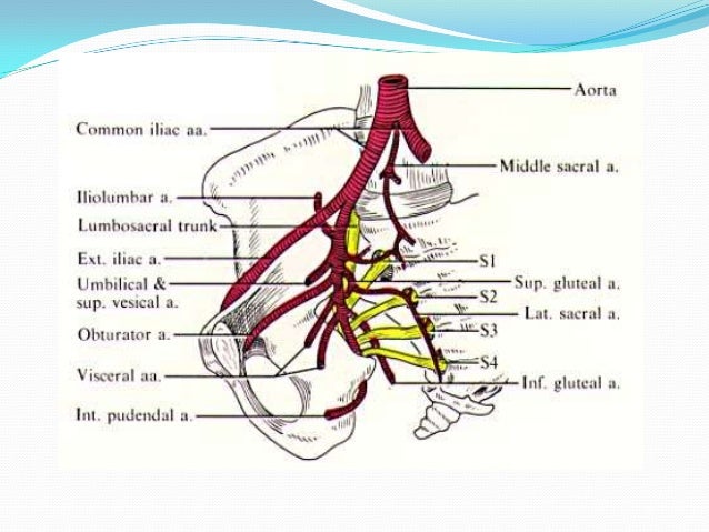 Anatomy of Gluteal Region