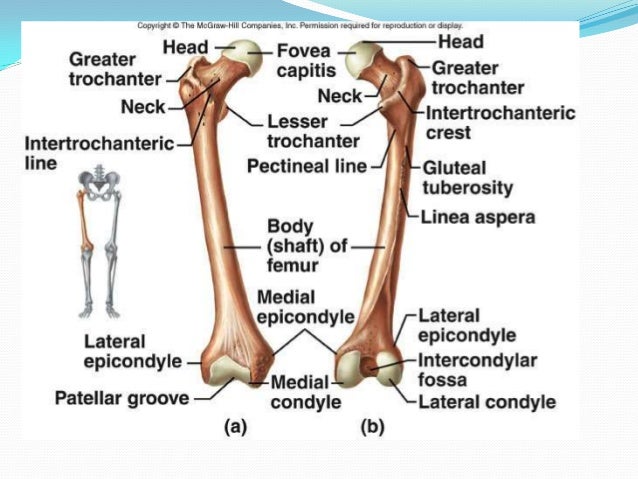 Anatomy of Gluteal Region