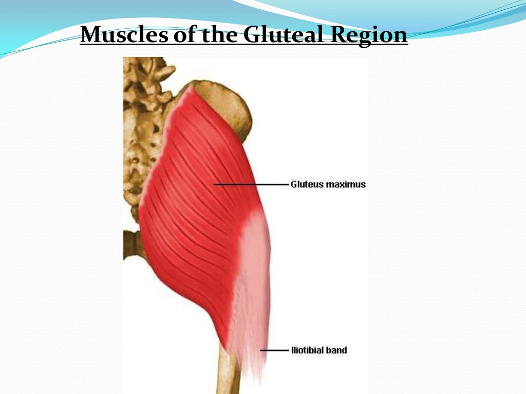 Muscular System Anatomy Gluteal Region Muscles Model
