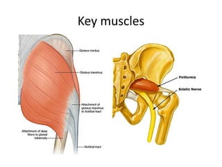 Muscles Of The Gluteal Region