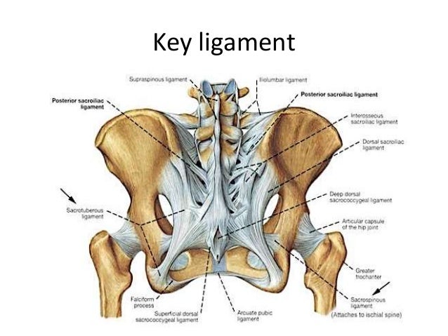 Gluteal Region