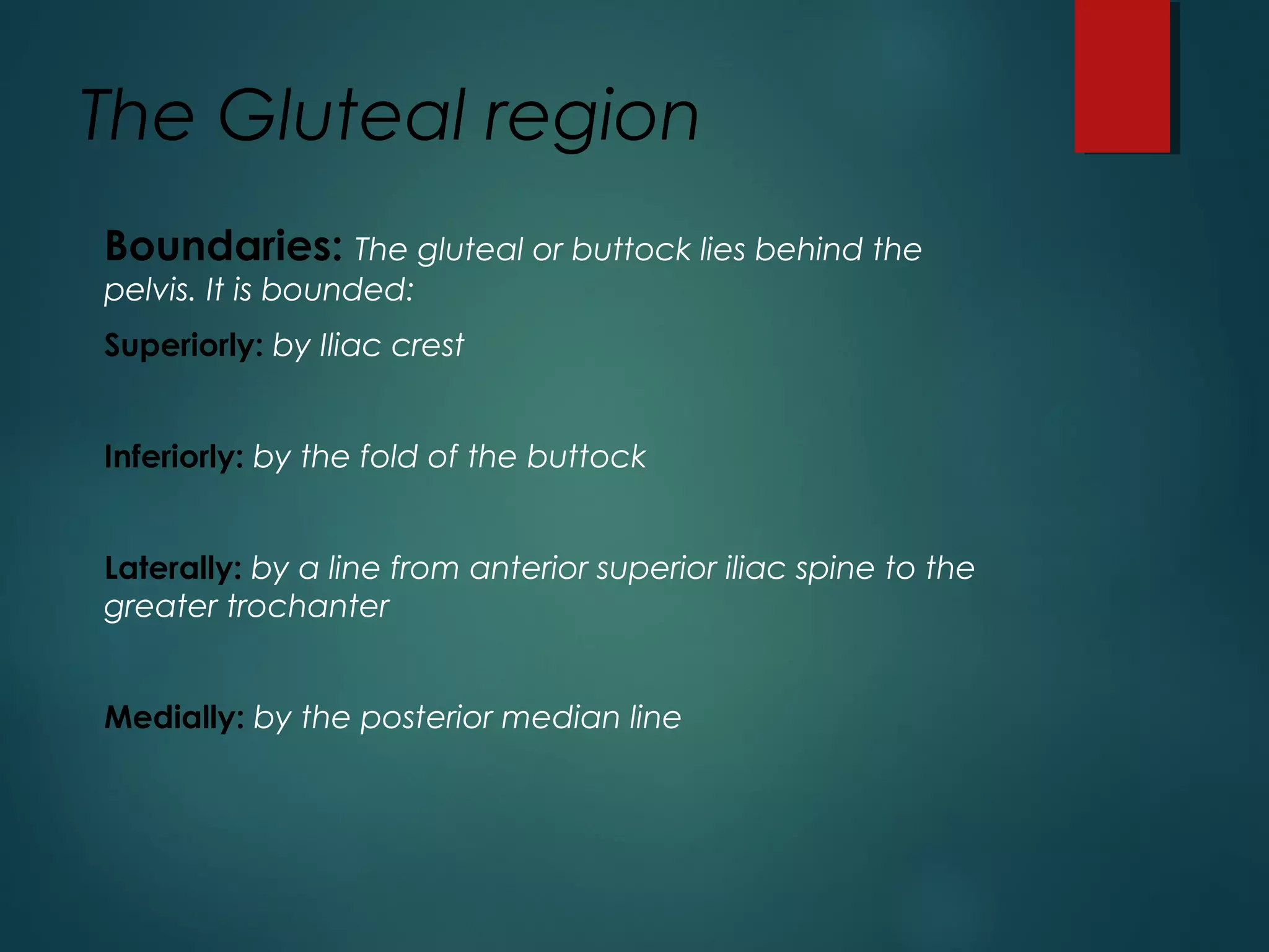 Gluteal region | PPT